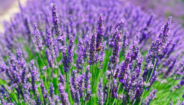 Лавандове поле для кропивничан: де знаходиться та як потрапити - kropyvnytskyi.name